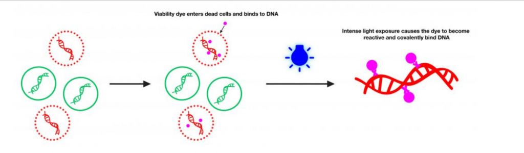 How to Demo Biophotonic Reaction in Viability PCR dyes