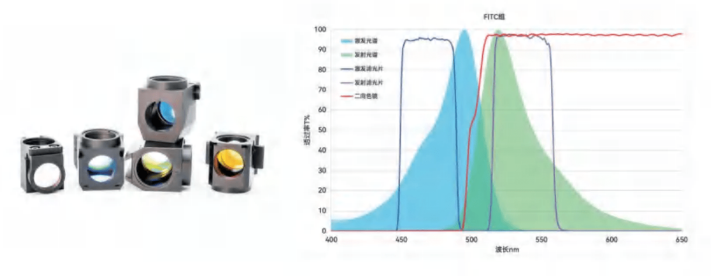 Fluorescence microscope filter